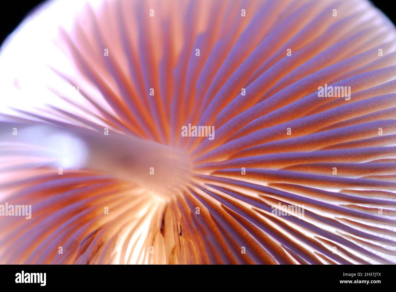 Spore-producing sheets in a fungus or mushroom seen against the light ...