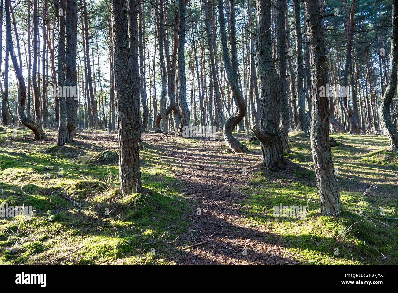 The tilted and curved trunks of pine trees. A coniferous forest ...