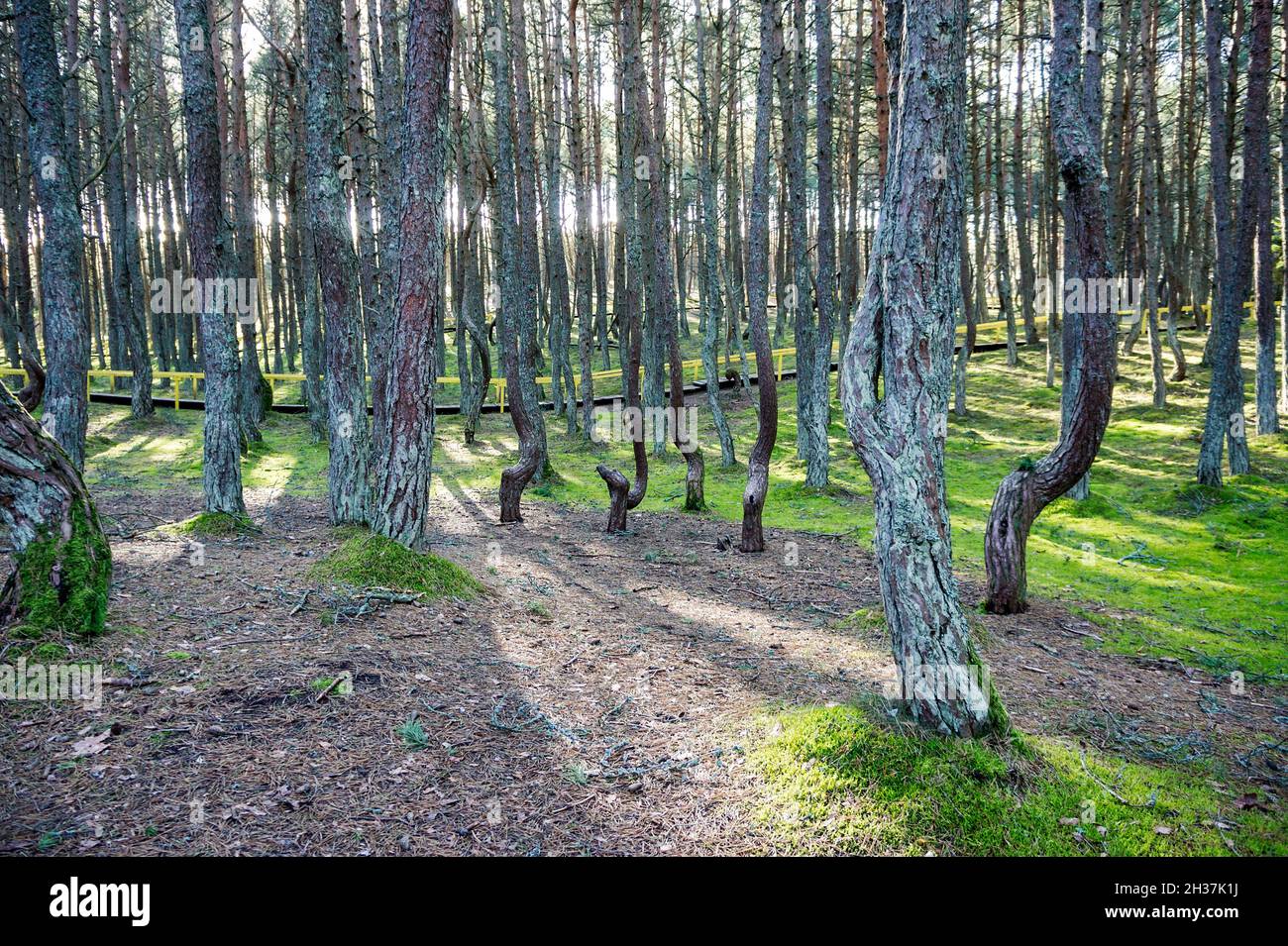The tilted and curved trunks of pine trees. A coniferous forest ...