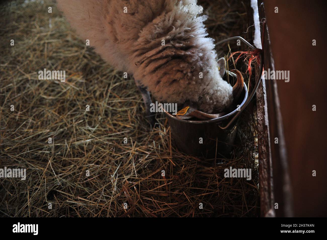 Hungry sheep hi-res stock photography and images - Alamy