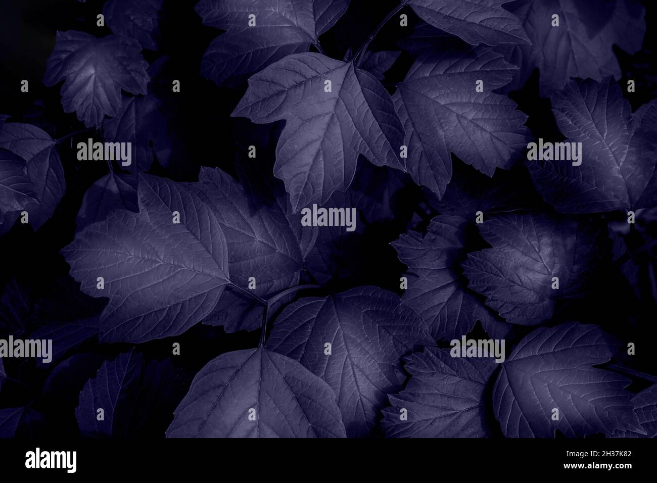 Dark purple violet color leaves background texture Stock Photo - Alamy