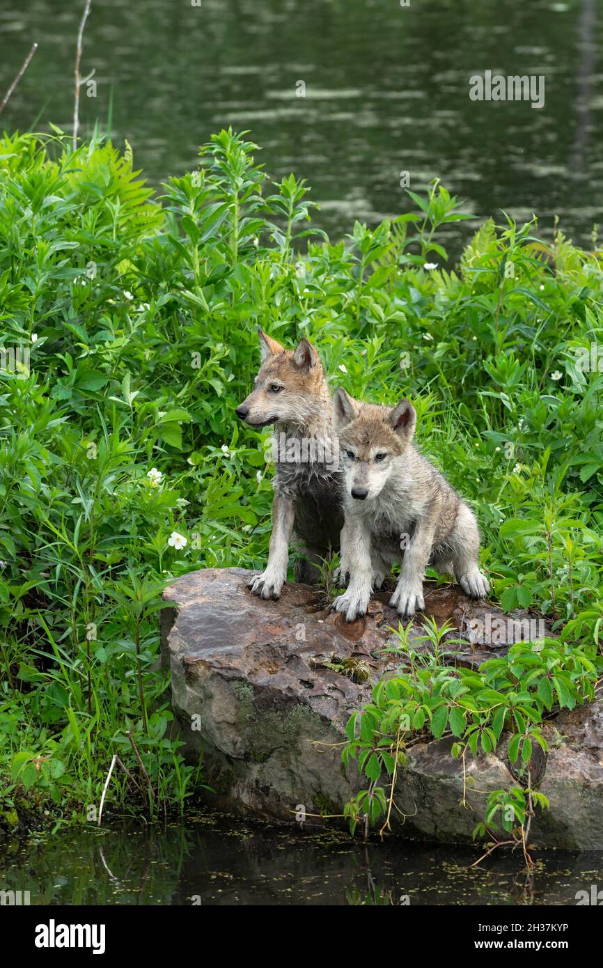 Two Grey Wolf (Canis lupus) Pups Sit Together on Island Rock Summer ...