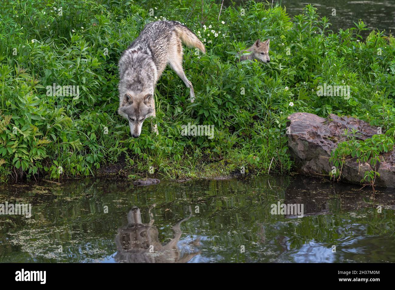 Grey Wolf (Canis lupus) Looks Into Water Pup Behind Summer - captive ...