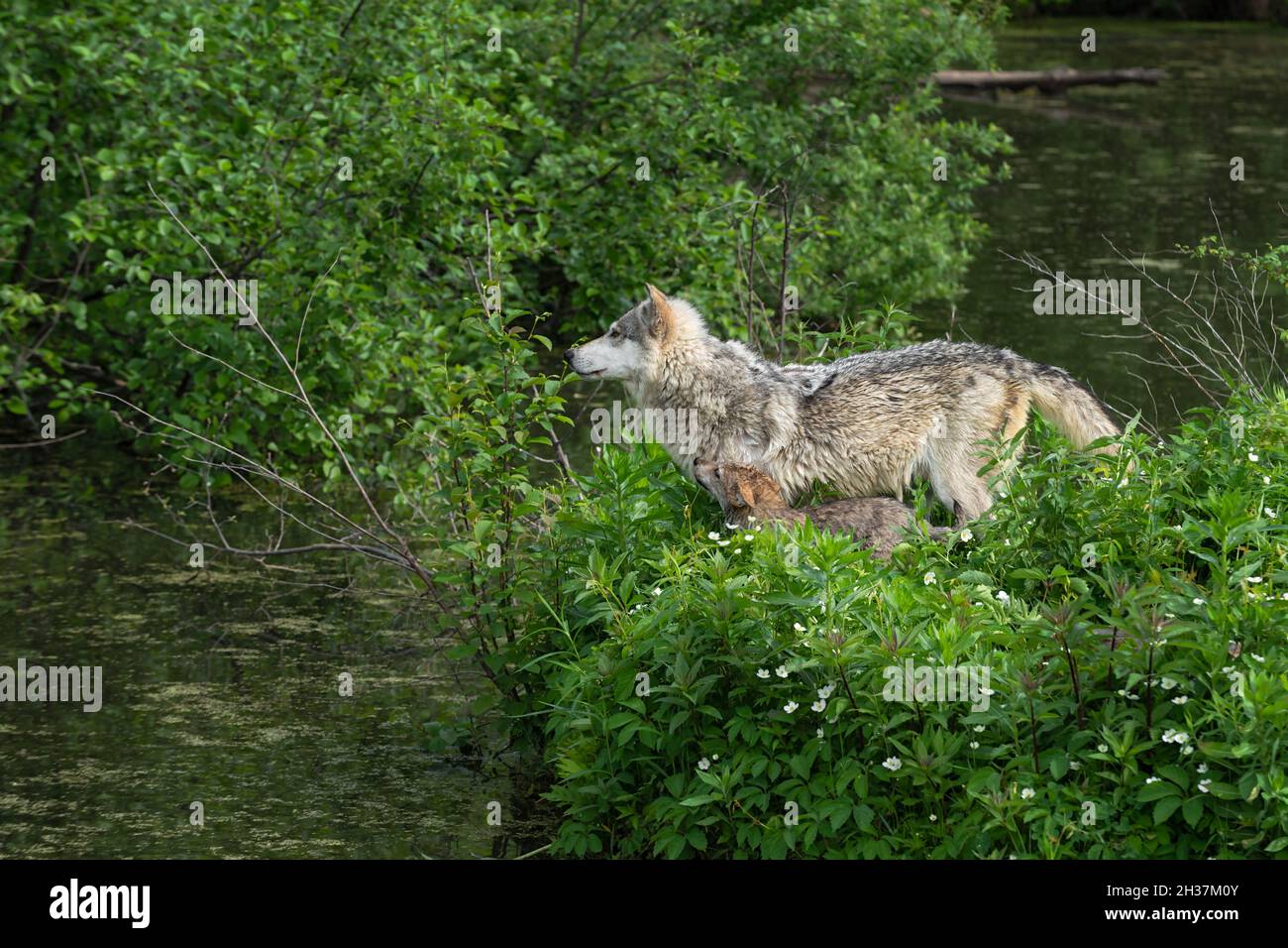 Grey Wolf (Canis lupus) and Pup Look Left Across Water Summer - captive ...