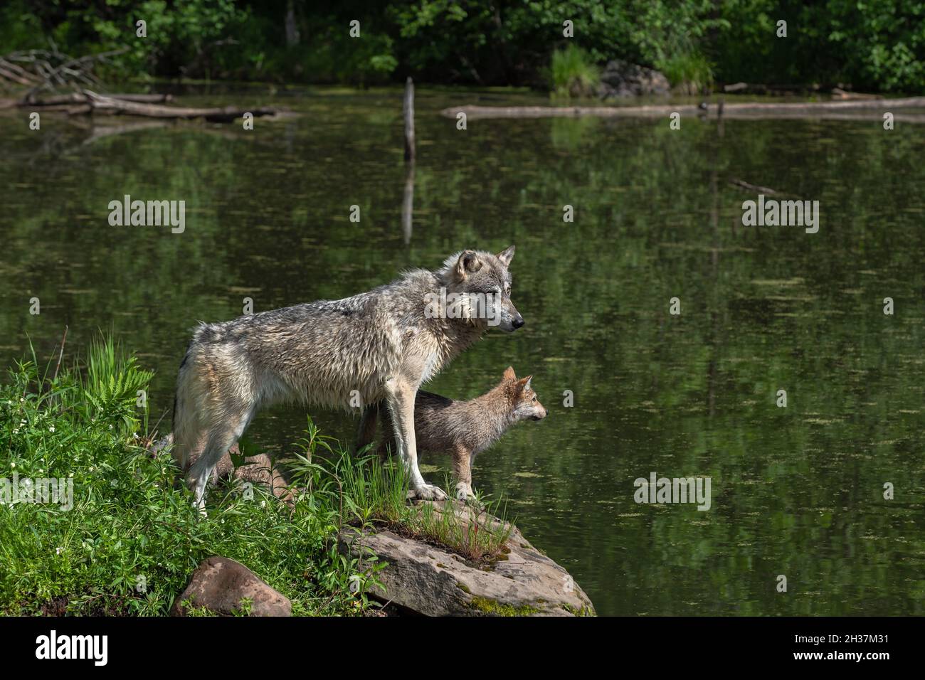 Grey Wolf (Canis lupus) and Pup Look Out From Shoreline Summer ...