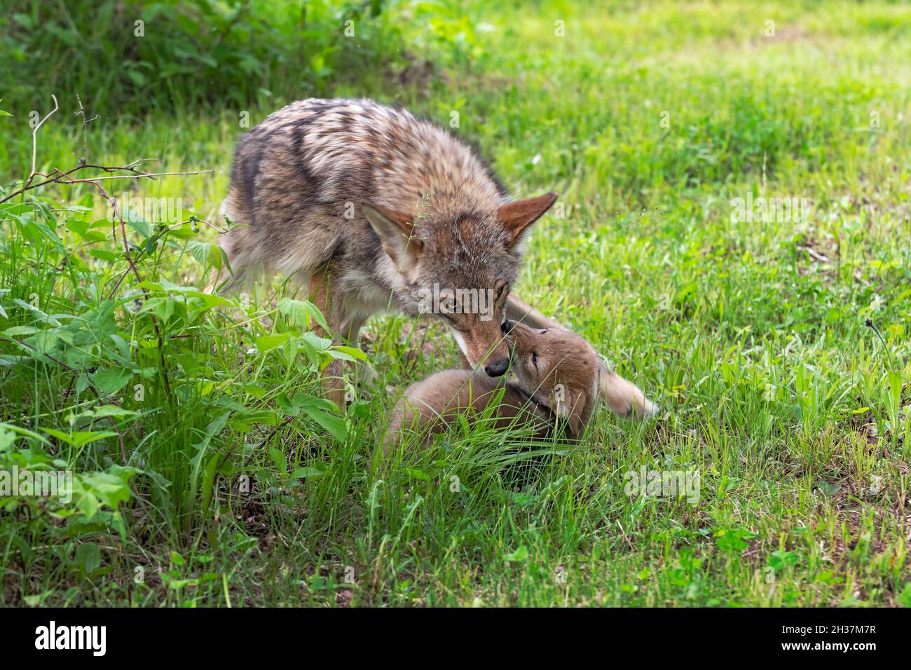 Adult Coyote (Canis latrans) Makes Grab at Pup Summer - captive animals ...