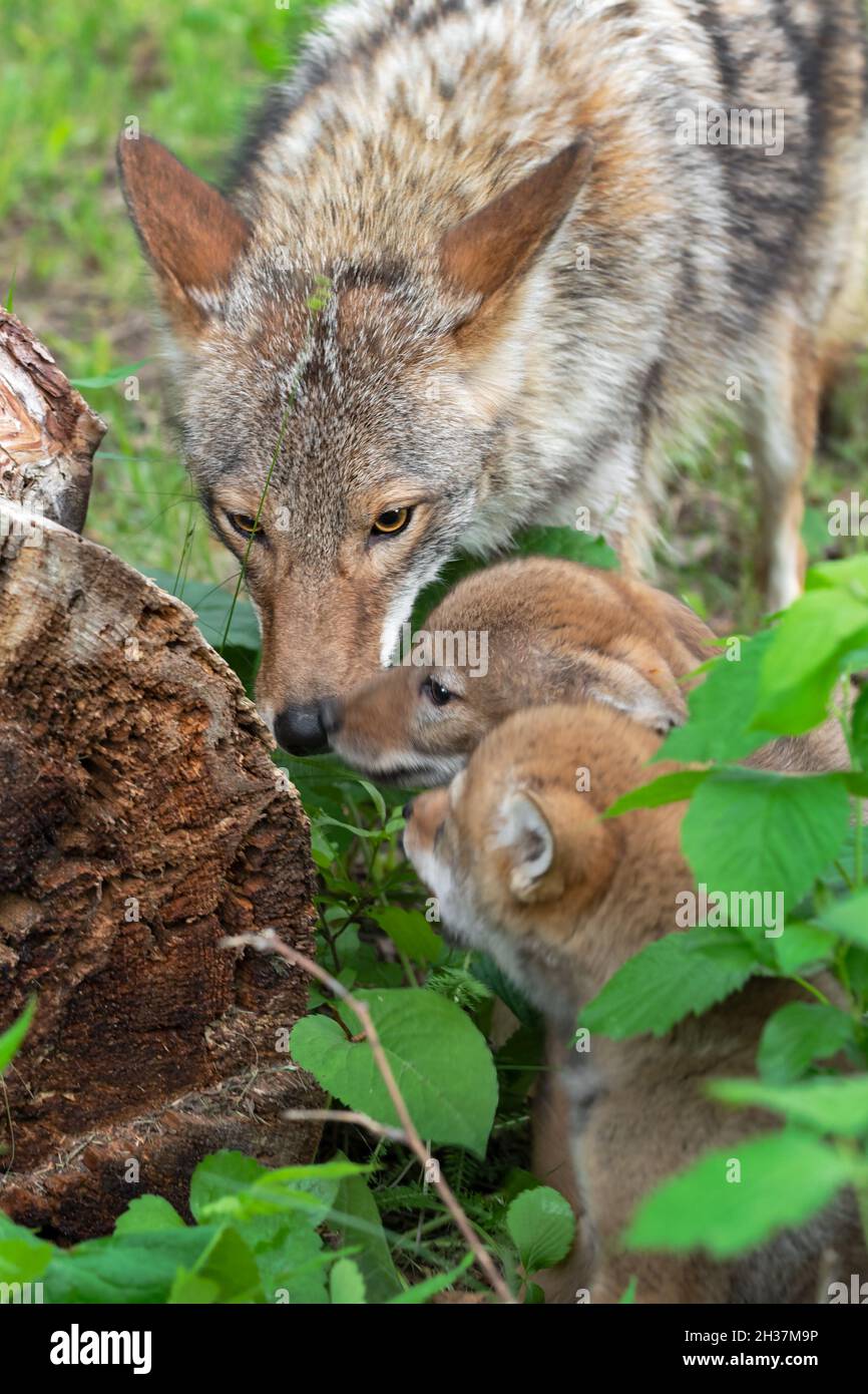 Adult Coyote (Canis latrans) And Pups Investigate Log Summer - captive ...