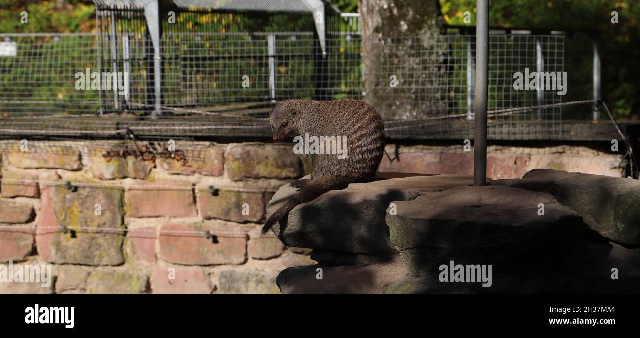 Mongoose africa teeth hi-res stock photography and images - Alamy