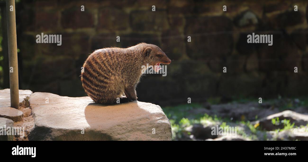 Mongoose And Teeth High Resolution Stock Photography and Images - Alamy