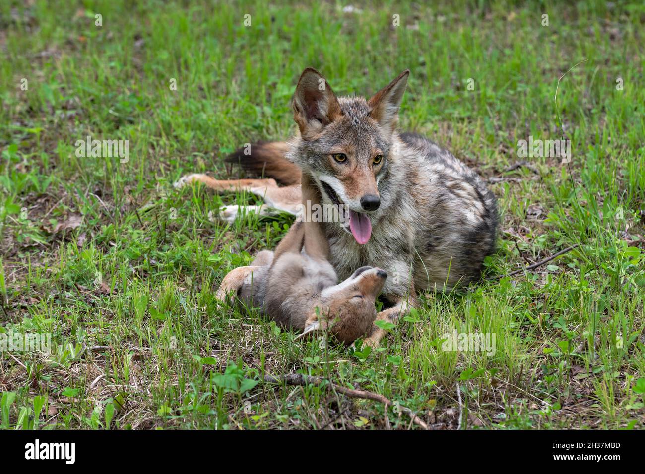 Adult Coyote (Canis latrans) And Pup Snuggle Together Summer - captive ...