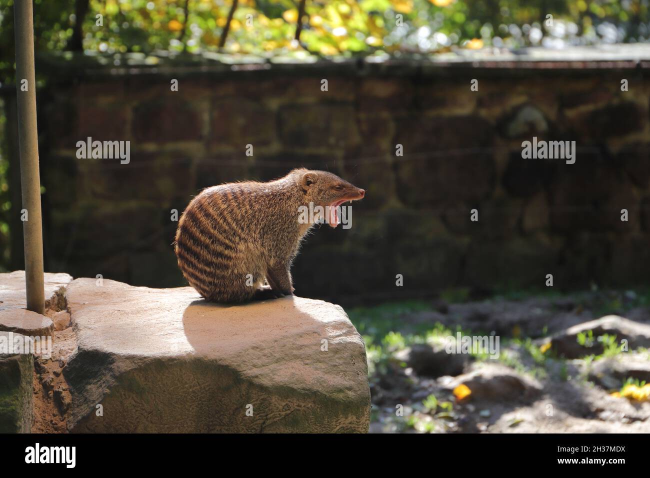 Mongoose africa teeth hi-res stock photography and images - Alamy