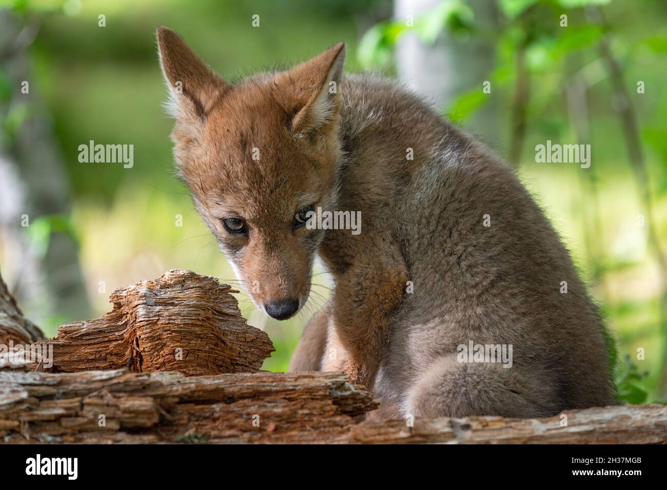 Coyote Pup (Canis latrans) Looks Back To Right on Log Summer - captive ...