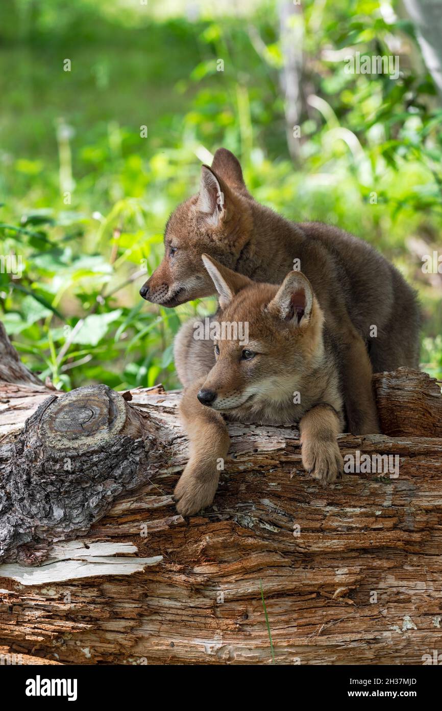 Coyote Pups (Canis latrans) Sit Together on Log Looking Left Summer ...