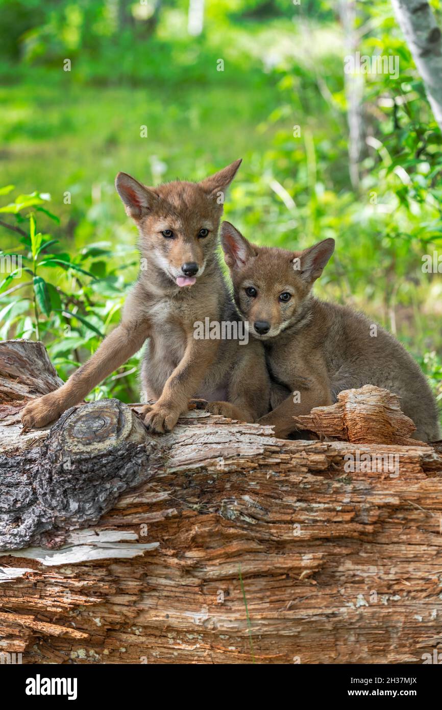 Coyote Pups (Canis latrans) Sit Together on Log Tongue Out Summer ...