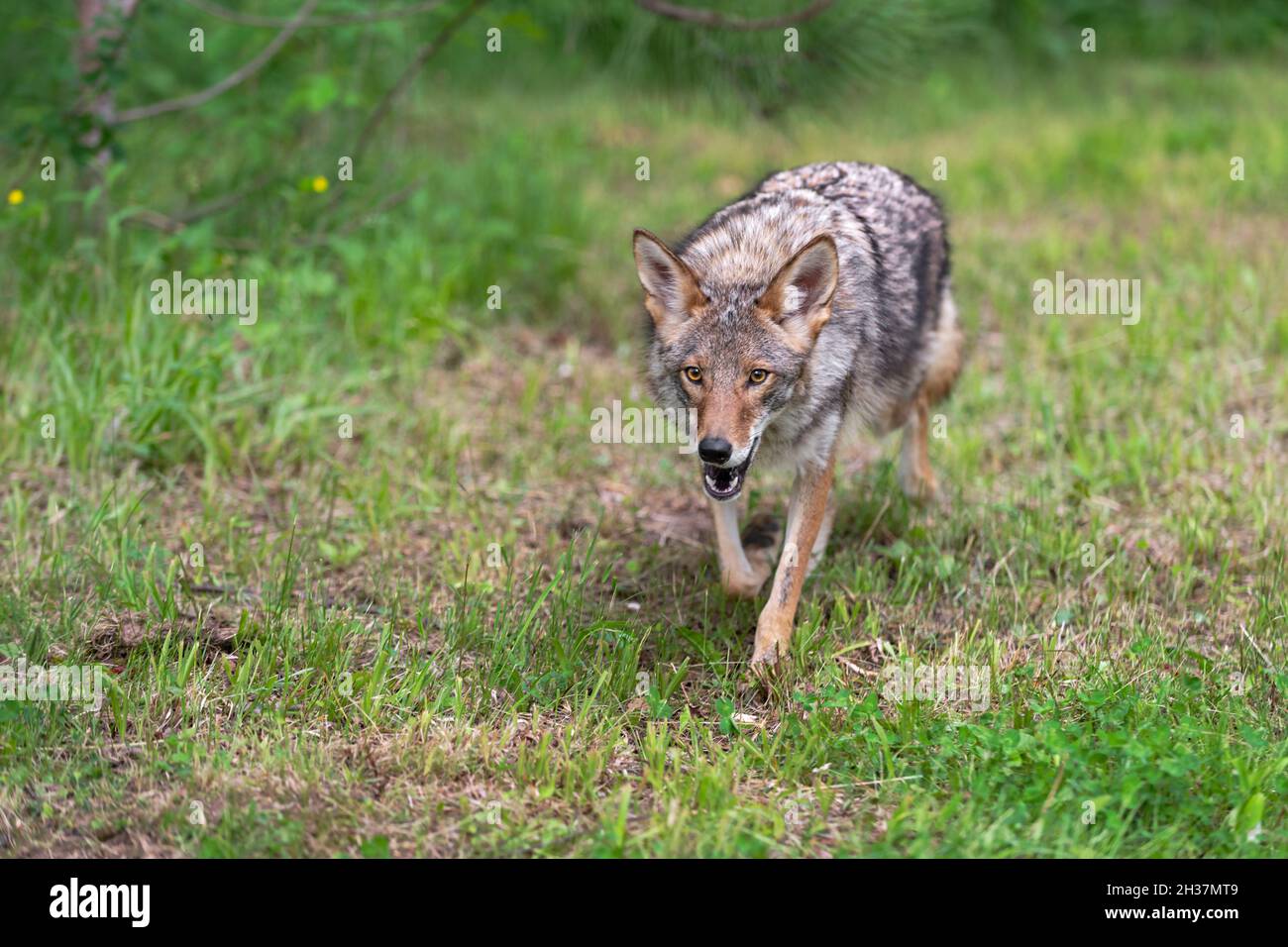 Licking chops hi-res stock photography and images - Alamy