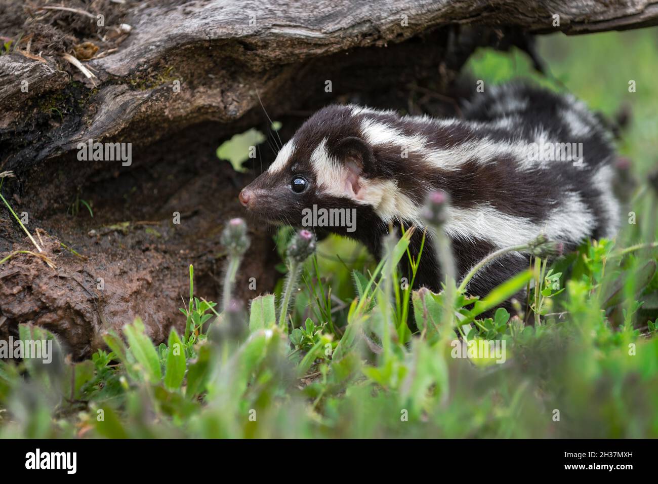 Eastern Spotted Skunk (Spilogale putorius) Peers Around Side of Log ...