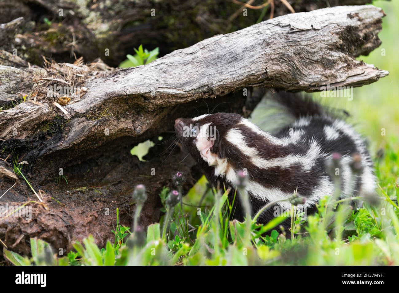 Eastern Spotted Skunk (Spilogale putorius) Looks Up Side of Log Summer ...