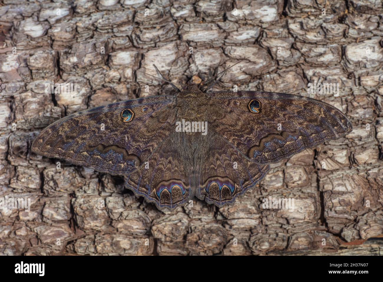 Black Witch Moth, Ascalapha odorata (5" across Stock Photo - Alamy