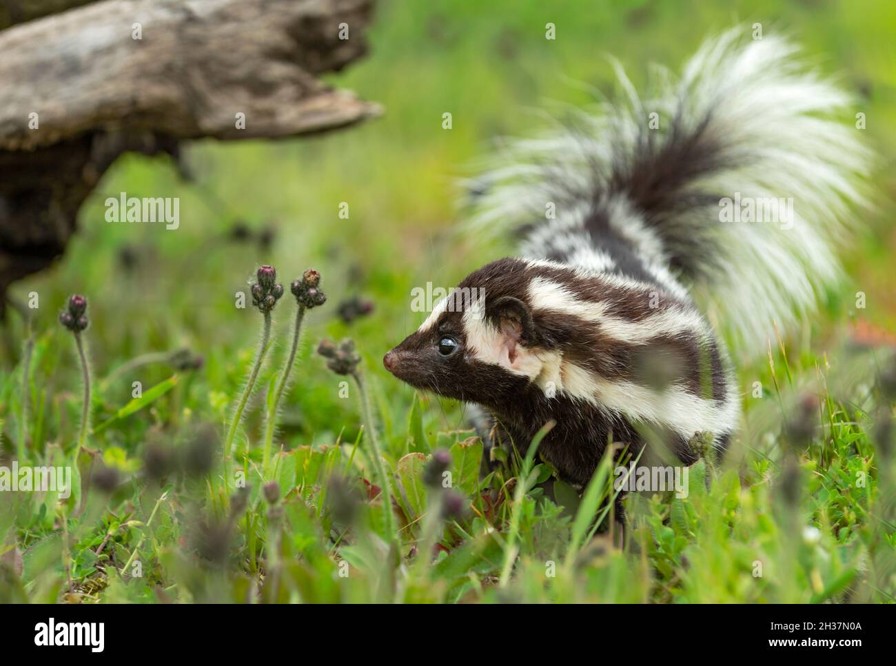 Eastern Spotted Skunk (Spilogale putorius) Looks Left in Grass Summer ...