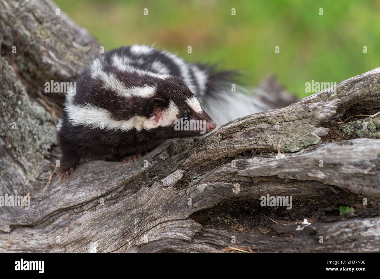Eastern Spotted Skunk (Spilogale putorius) Turns Right on Top Edge of Log Summer - captive ...