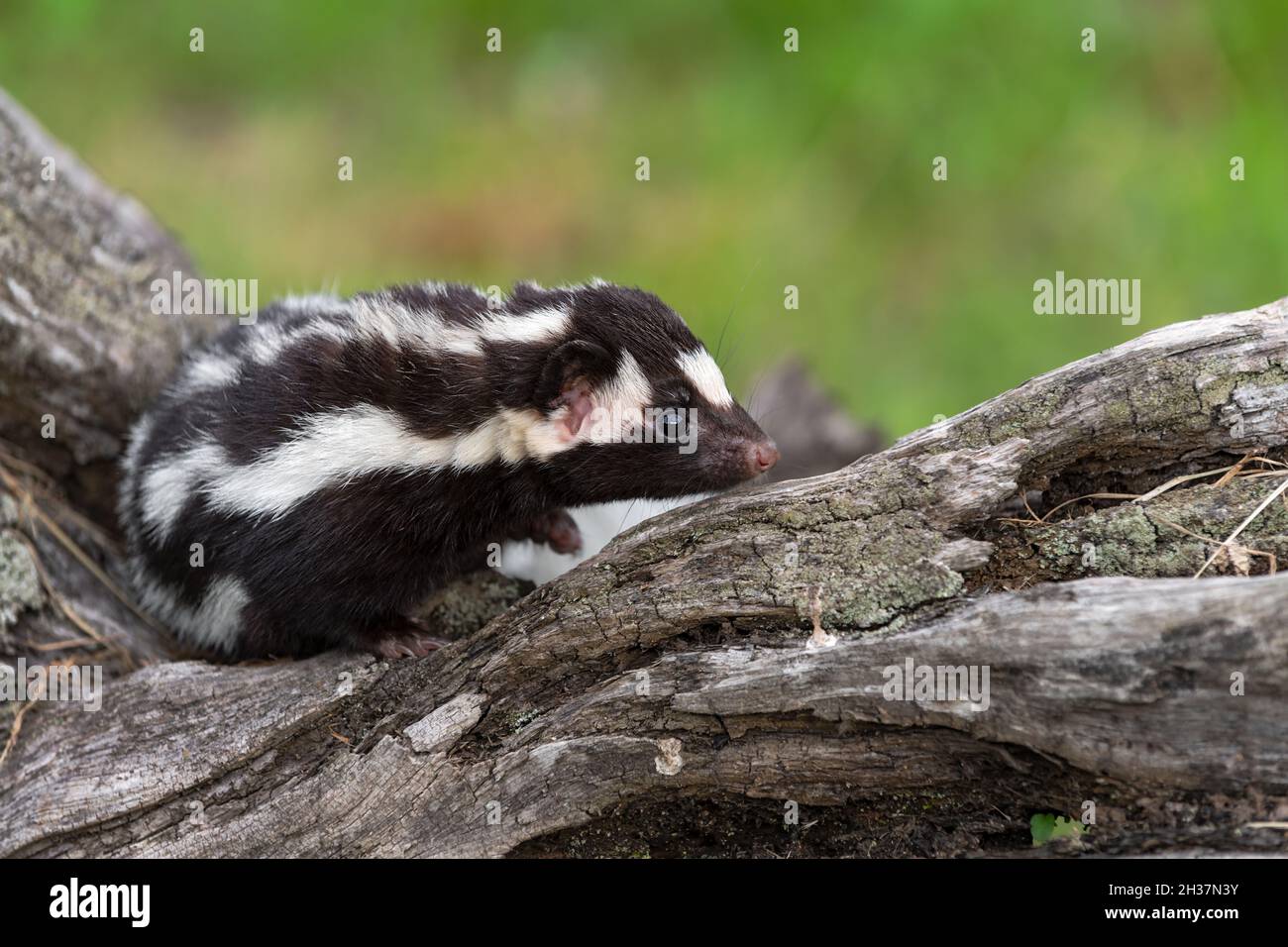 Eastern Spotted Skunk (Spilogale putorius) Steps to Right on Top Edge ...