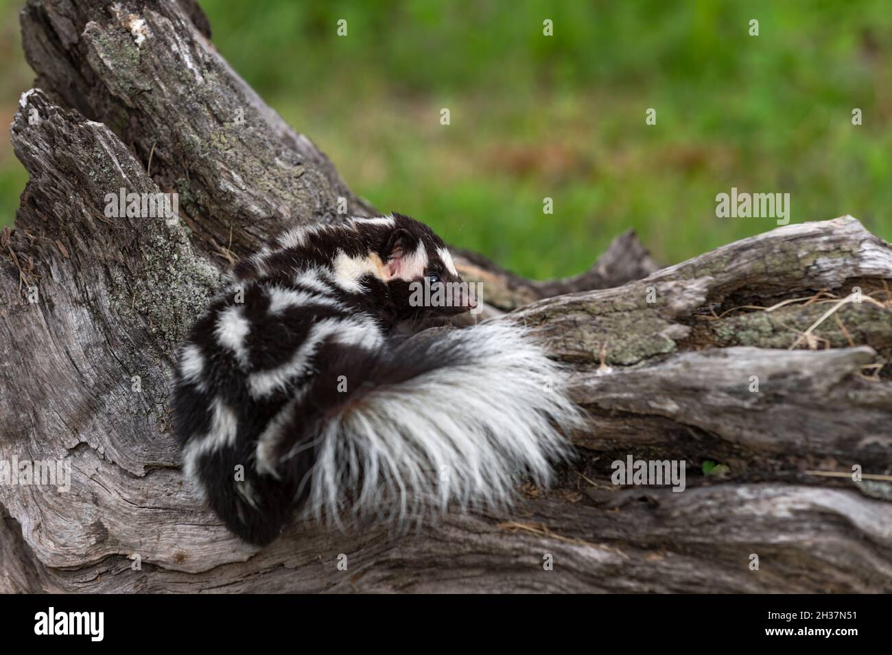 Eastern Spotted Skunk (Spilogale putorius) Climbs Up Side of Log Summer ...