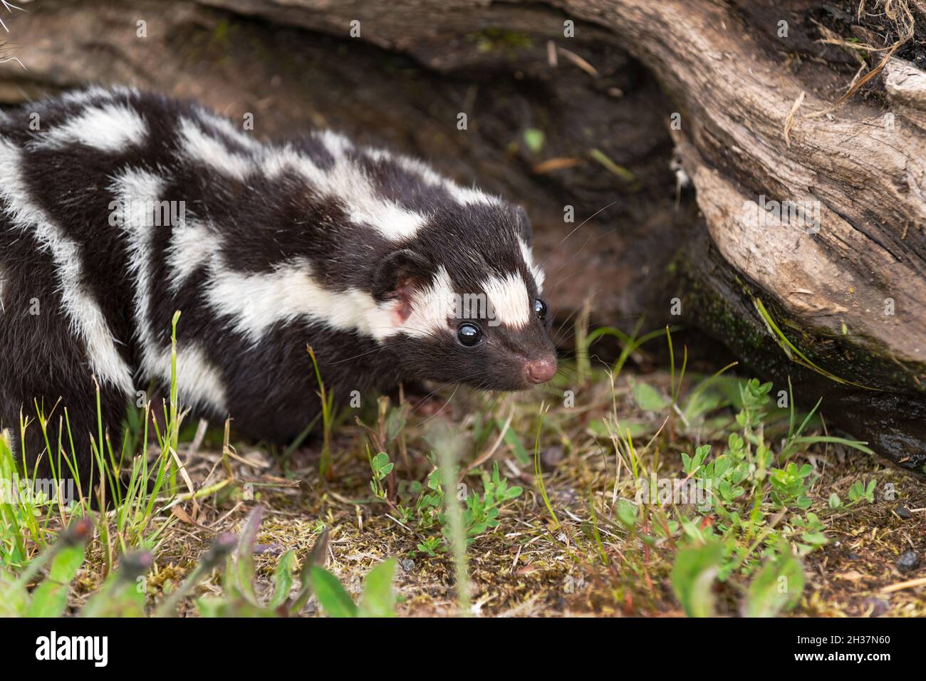 Eastern Spotted Skunk (Spilogale putorius) Creeps Along Ground Close Up ...