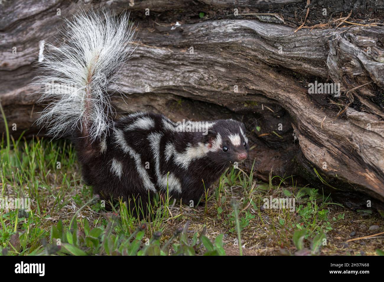 Army Of Spotted Skunk
