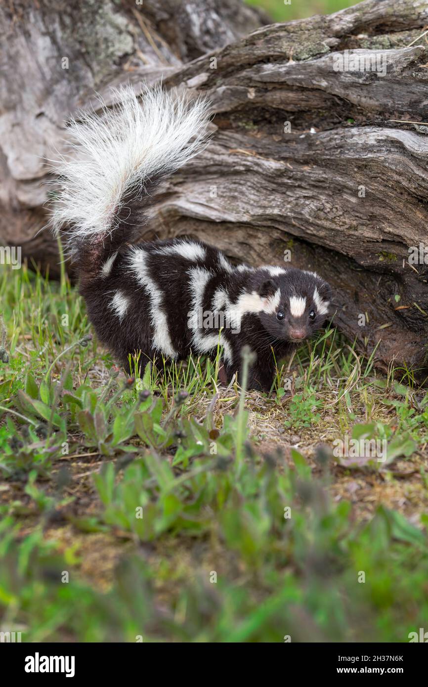 Army Of Spotted Skunk