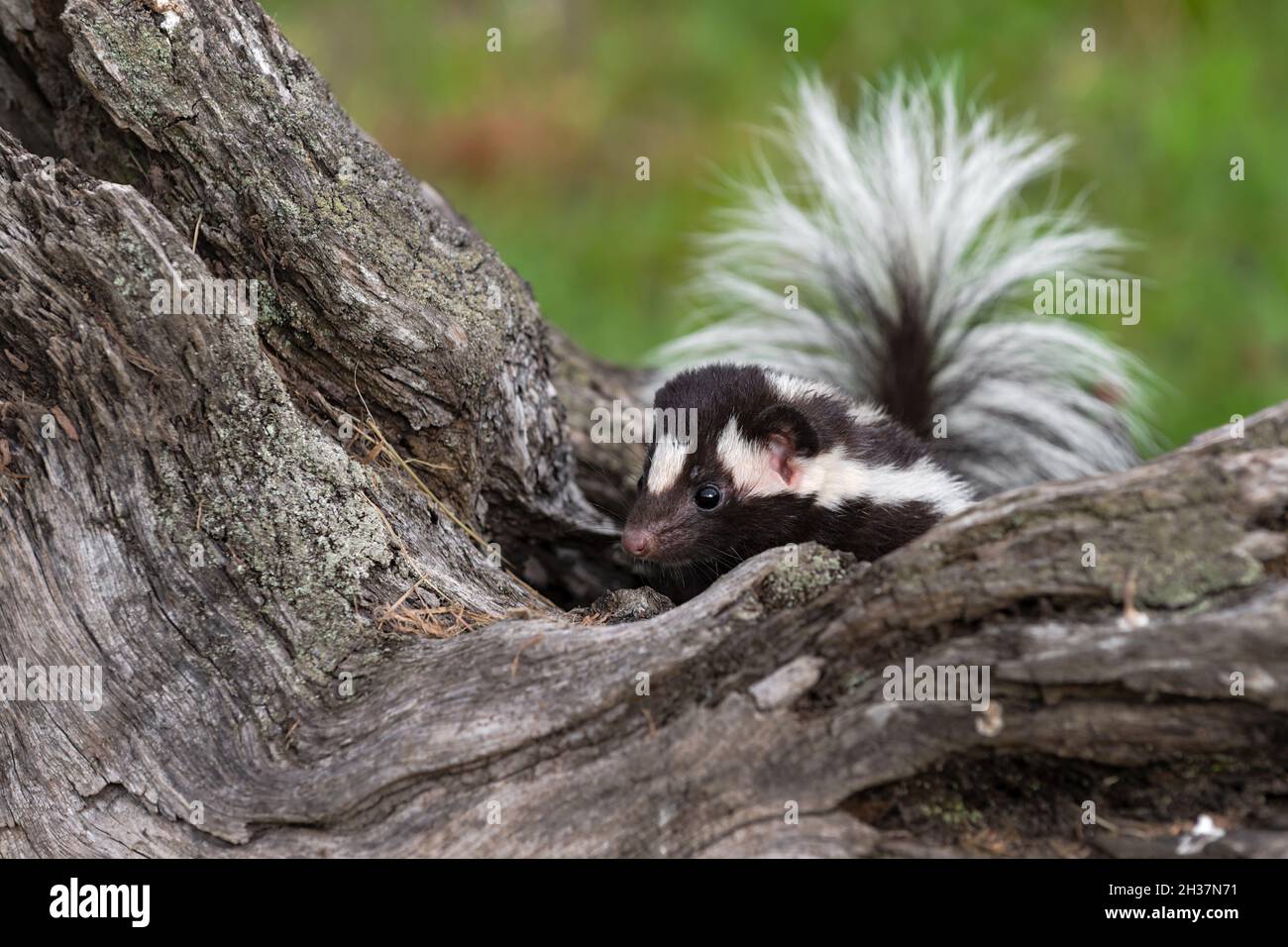Eastern Spotted Skunk (Spilogale putorius) Peers Over Side of Log ...
