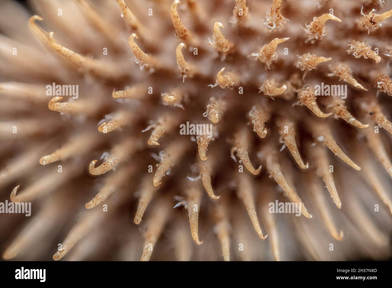 Hitch hiker seed hi-res stock photography and images - Alamy