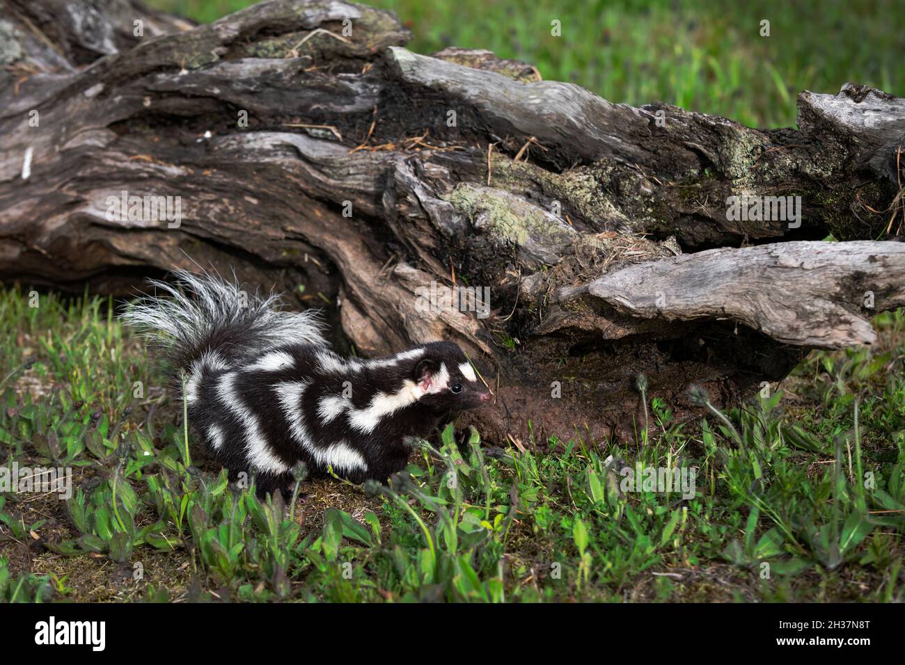 Eastern Spotted Skunk (Spilogale putorius) Stands in Front of Log One ...