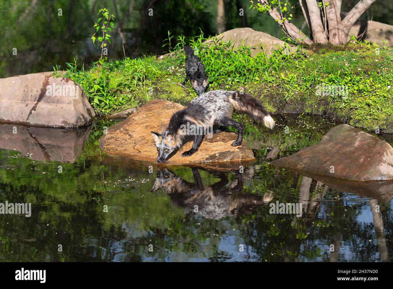 Adult Cross Fox (Vulpes vulpes) Nose to Water Kit in Background Summer ...