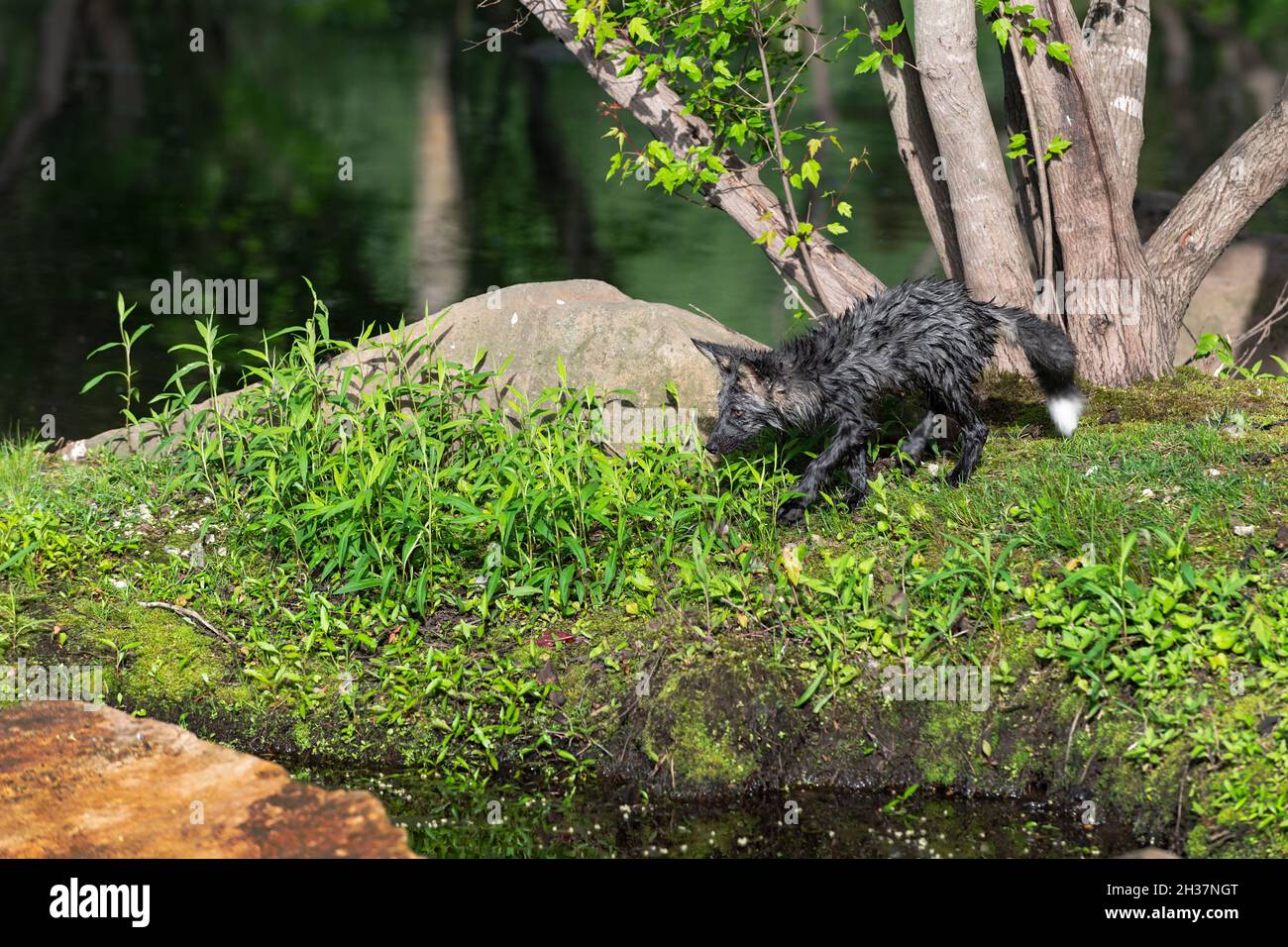Cross Fox Kit (Vulpes vulpes) Walks Towards Rock Summer - captive ...