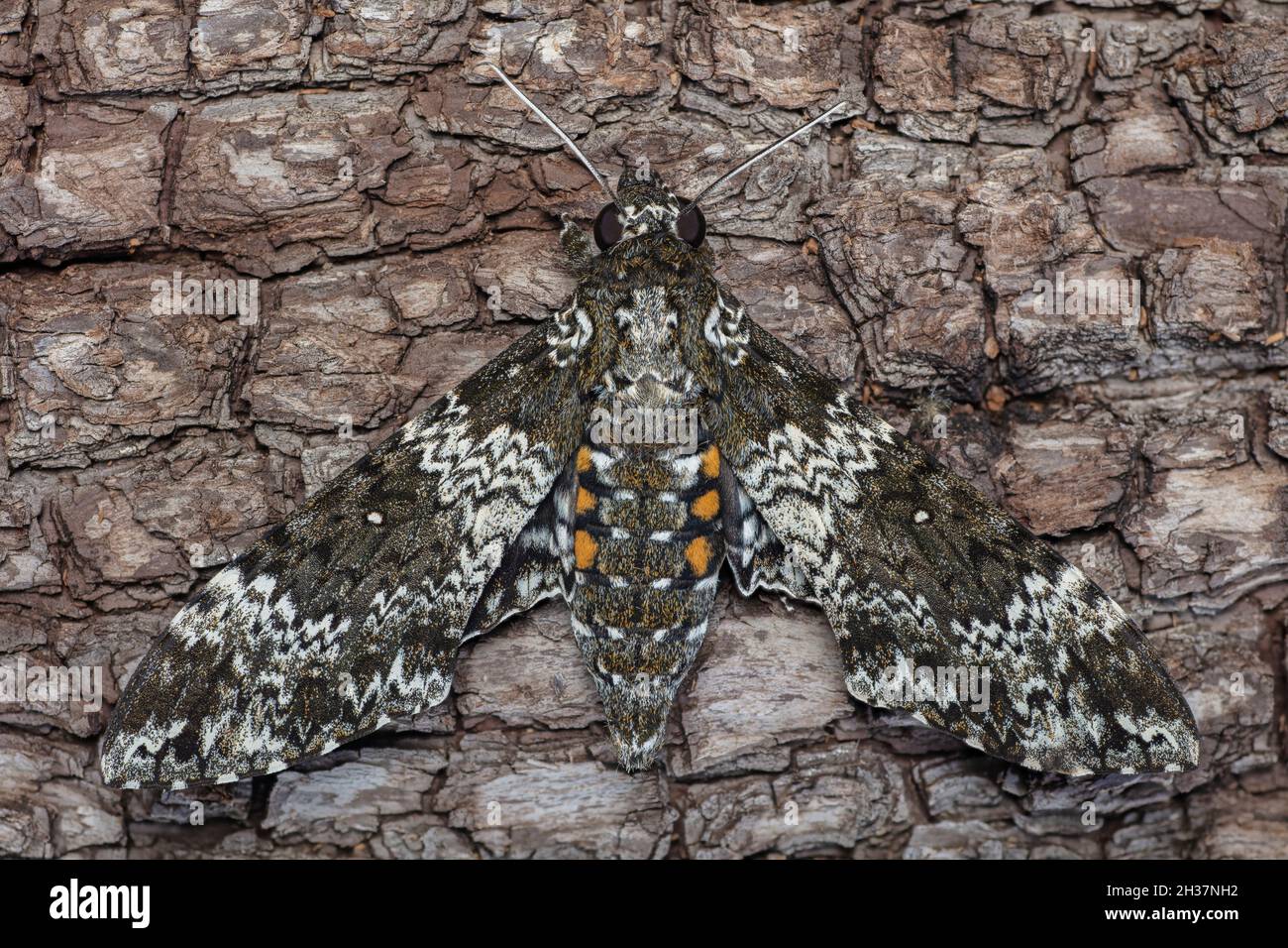 Rustic Sphinx Moth, Manduca rustica Stock Photo - Alamy