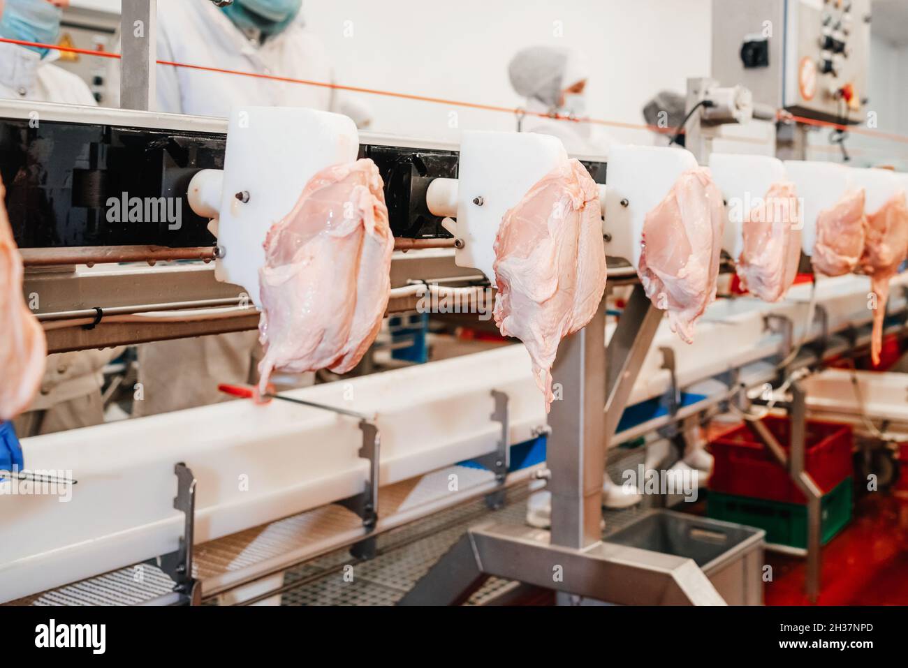 Meat processing plant.Chicken fillet production line .Automated ...