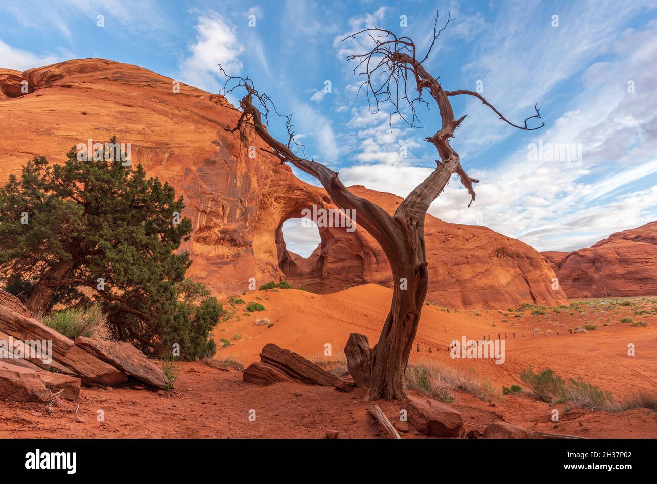Dead Tree in front of The Ear of The Wind in Monument Valley Stock ...