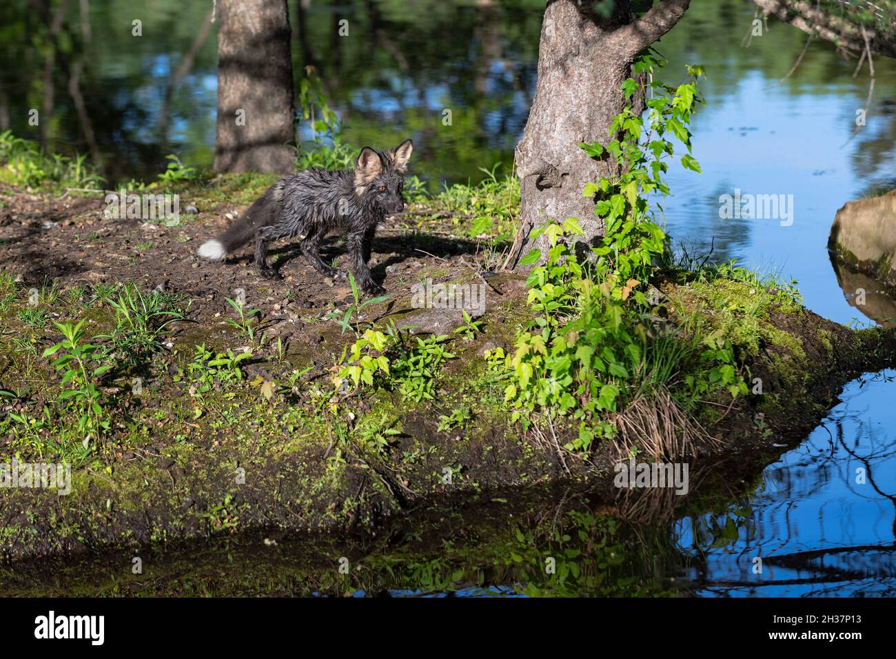 Cross Fox Kit (Vulpes vulpes) Stands Alone on Island Summer - captive ...