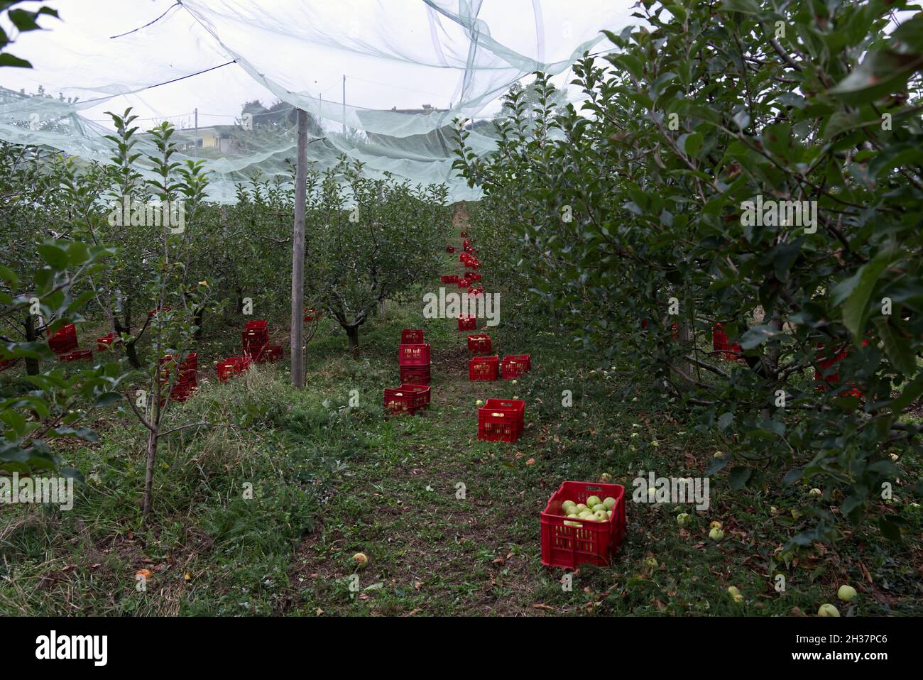 red crates of freshly picked Golden apples in intensive organic ...