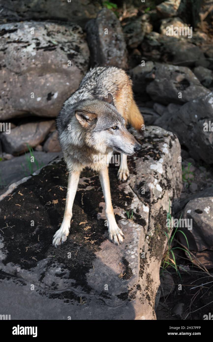 Grey Wolf (Canis lupus) Stands On Rocks Looking Right Summer - captive ...