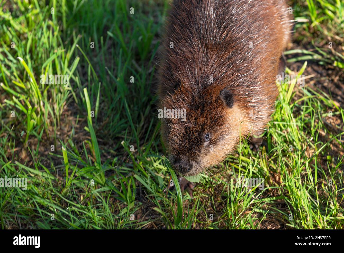 Adult beaver hi-res stock photography and images - Alamy