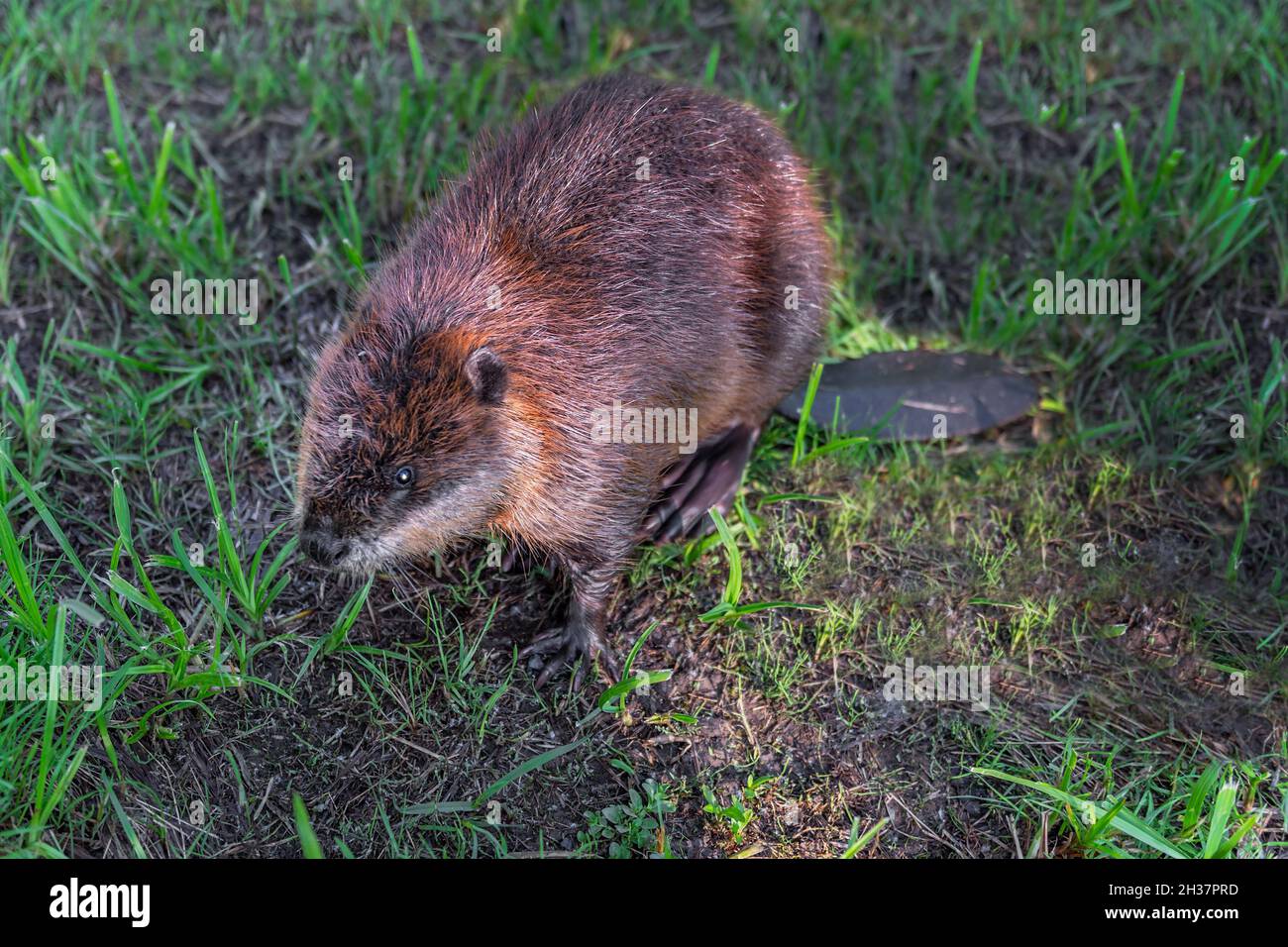 Adult Beaver (Castor canadensis) Stands Below Tail Exposed Summer ...