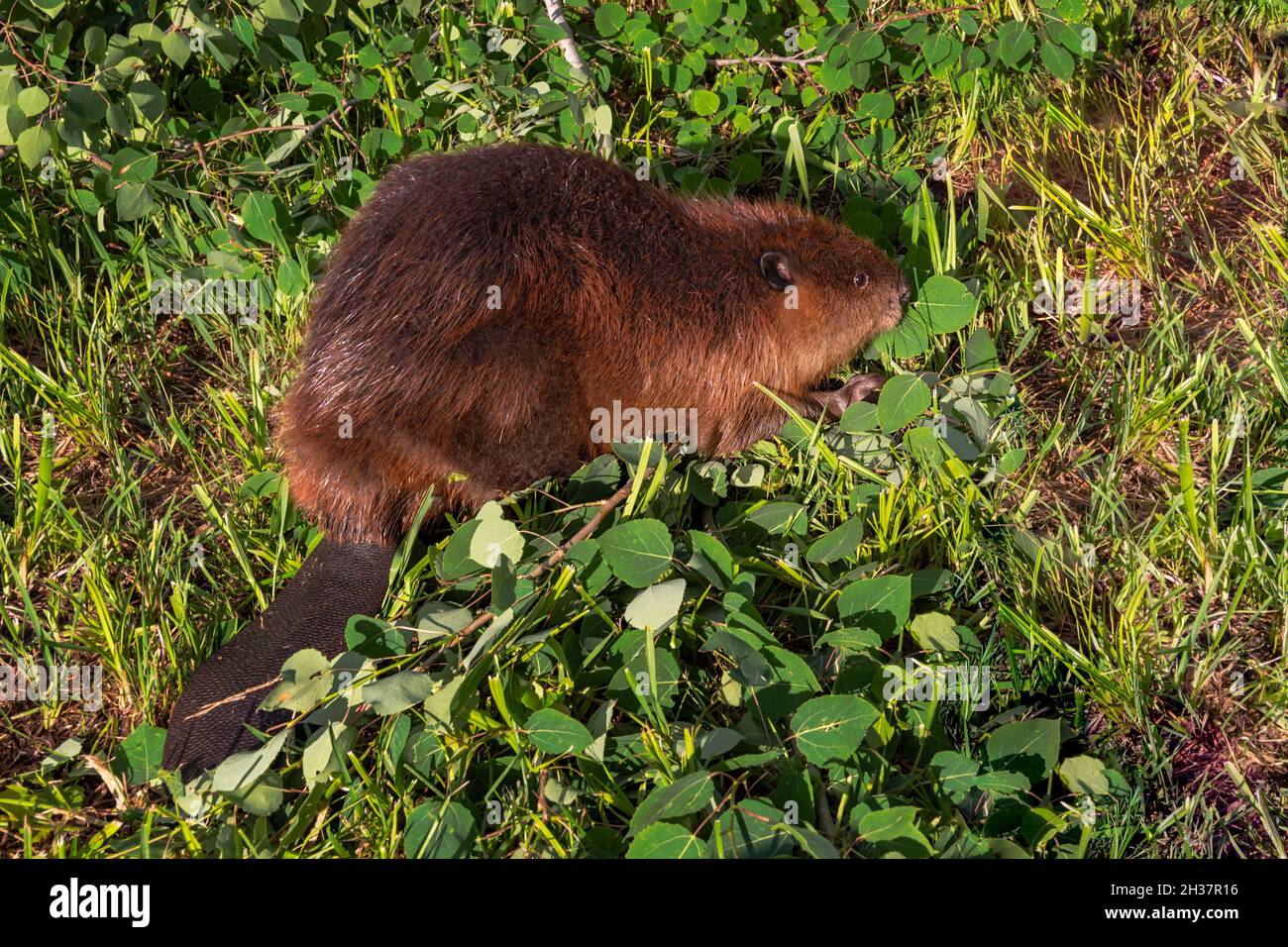 Adult Beaver (Castor canadensis) Shows Off Tail While Munching Leaves ...