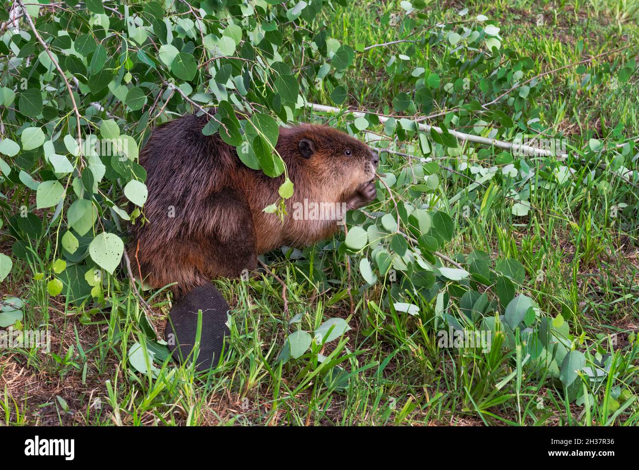 Adult Beaver (Castor canadensis) Sits Under Branch Tail Exposed Chewing ...