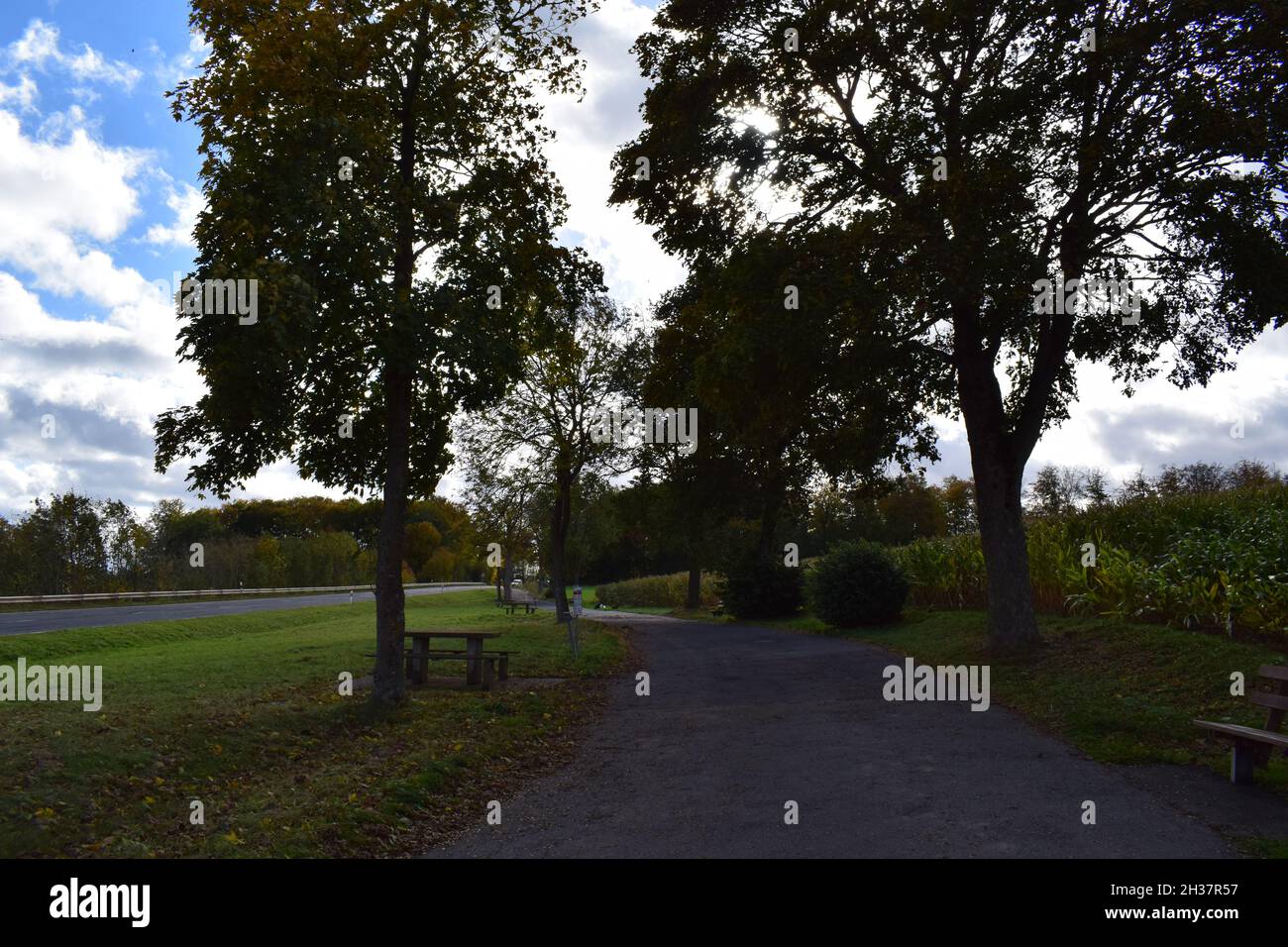 Avenue trees road wind hi-res stock photography and images - Alamy