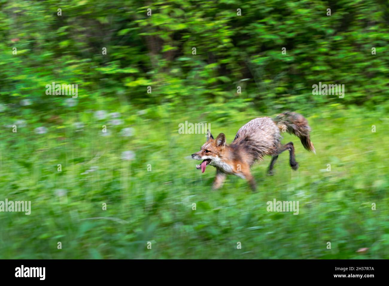 Lolling tongue hi-res stock photography and images - Alamy