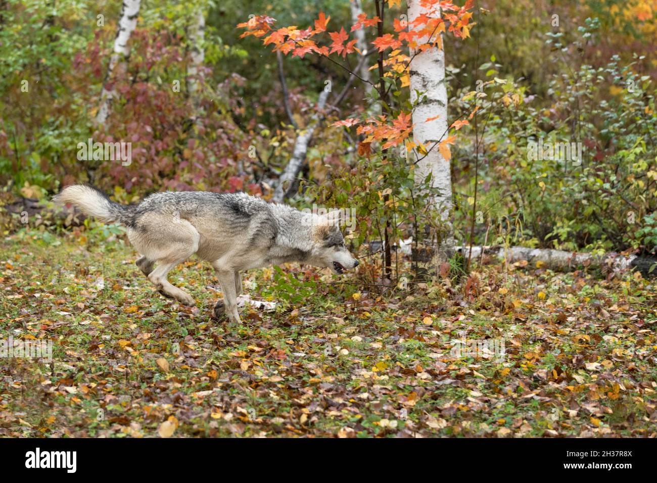 Grey Wolf (Canis lupus) Runs Right Through Leaves Back Legs Up Autumn ...