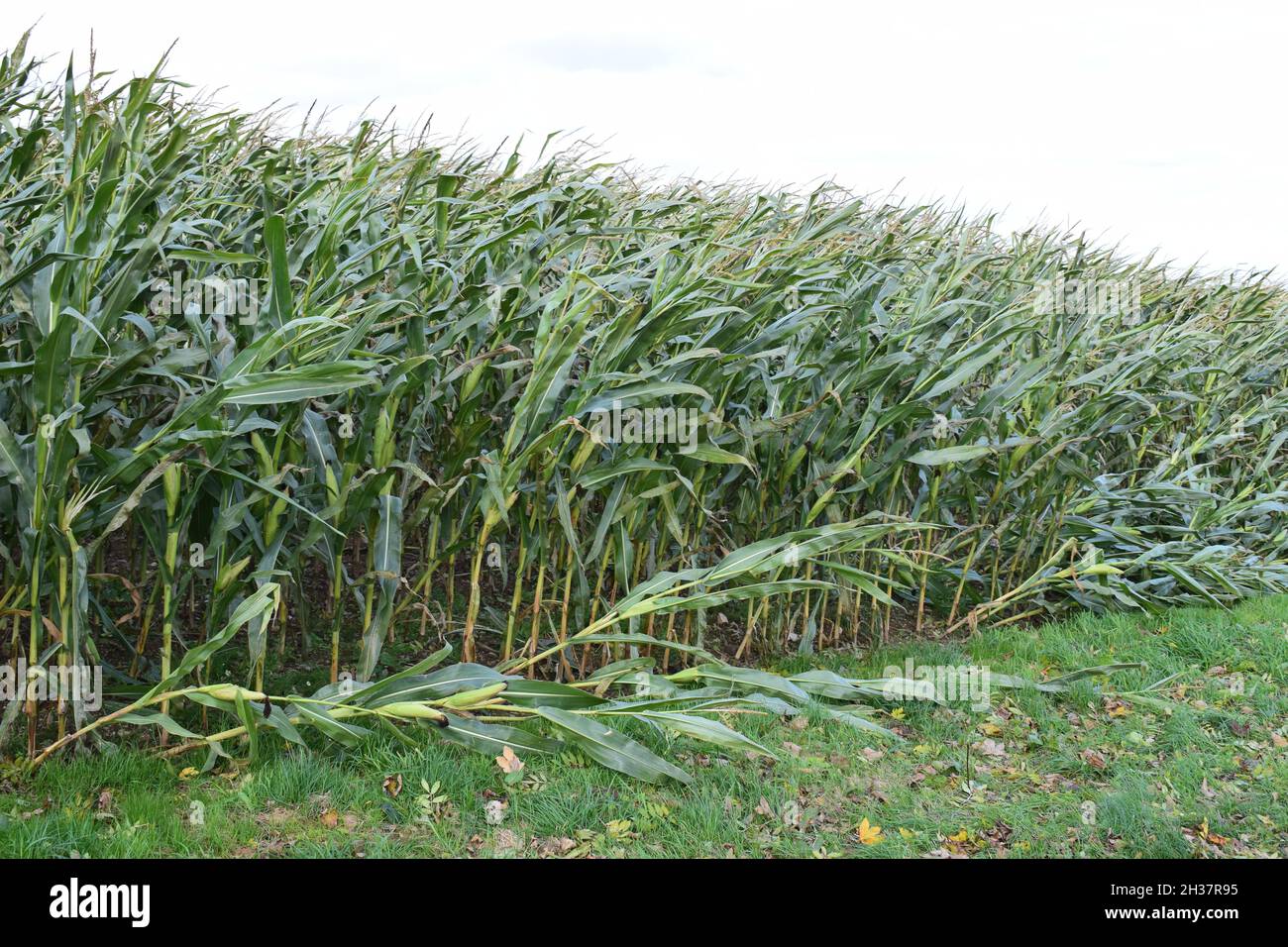 Corn field indian farm hi-res stock photography and images - Alamy