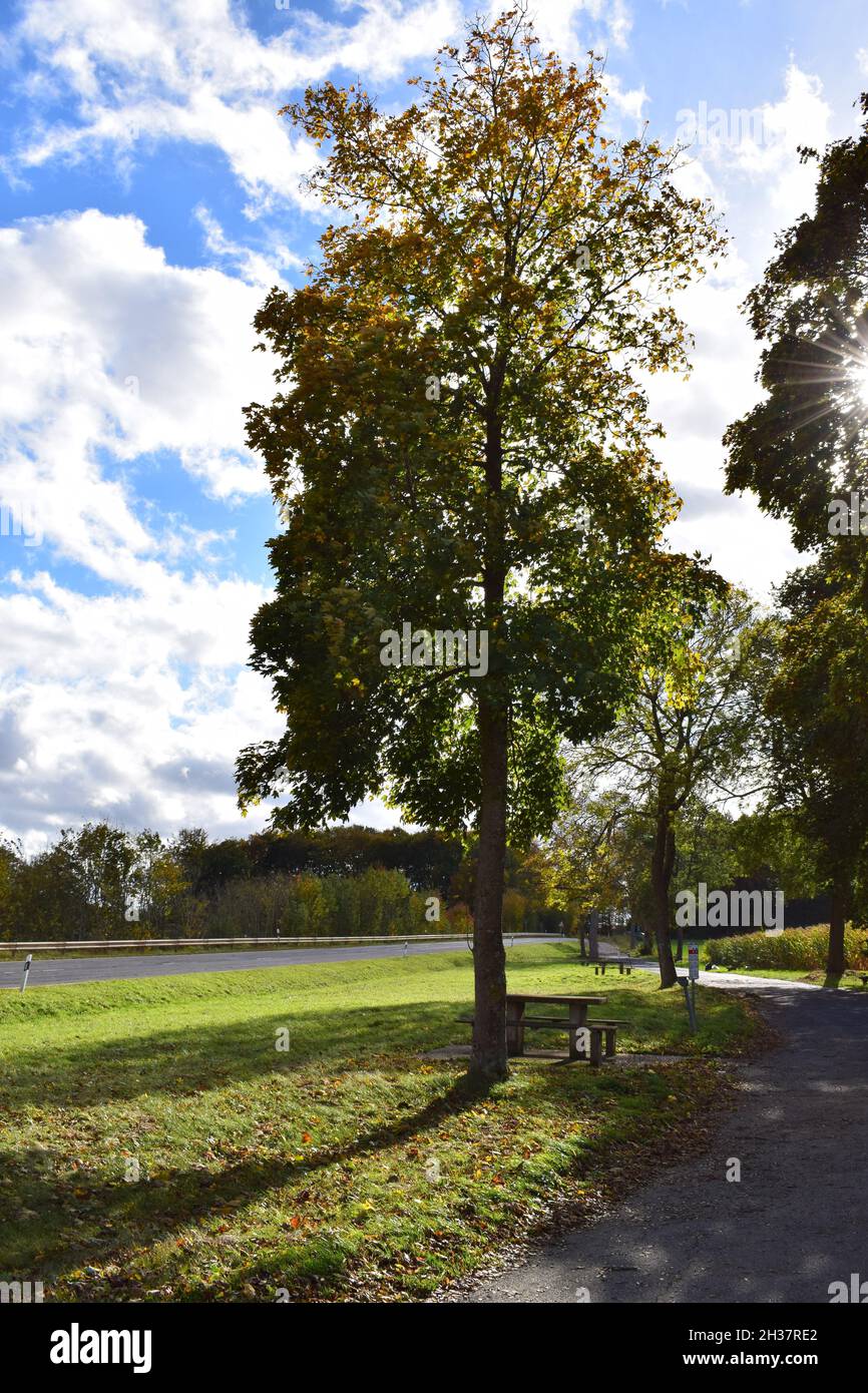 parking lot under autumn trees Stock Photo - Alamy