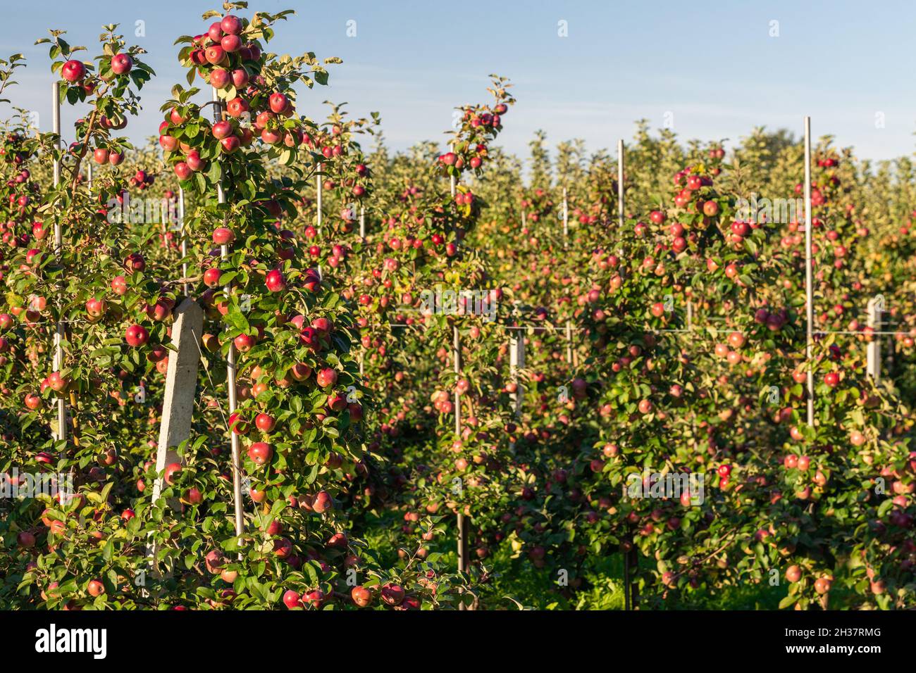 ecological apple cultivation, Fruit orchards Stock Photo - Alamy